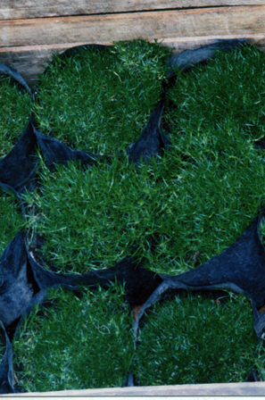 Oasis Urbanos / Paleta Vegetal