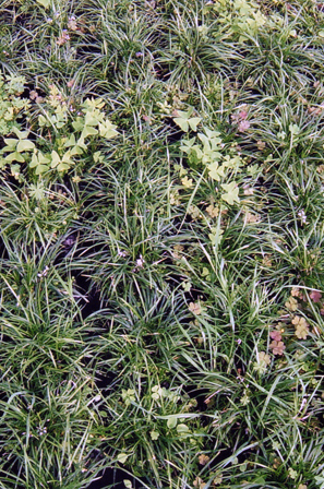 Oasis Urbanos / Paleta Vegetal