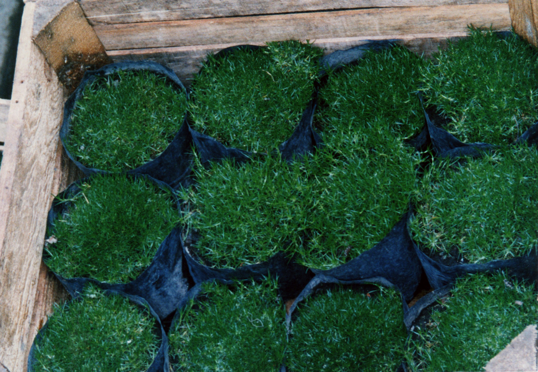 Oasis Urbanos / Paleta Vegetal