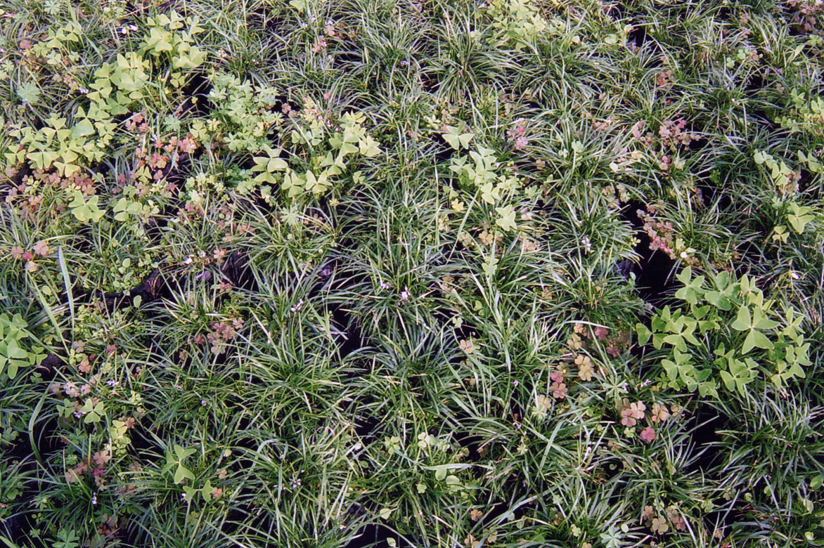 Oasis Urbanos / Paleta Vegetal